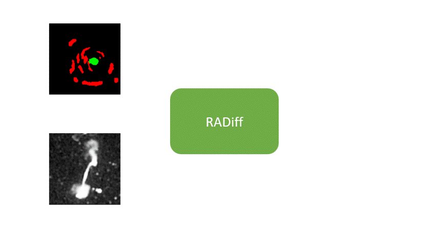 RADiff: Controllable Diffusion Models for Radio Astronomical Maps Generation